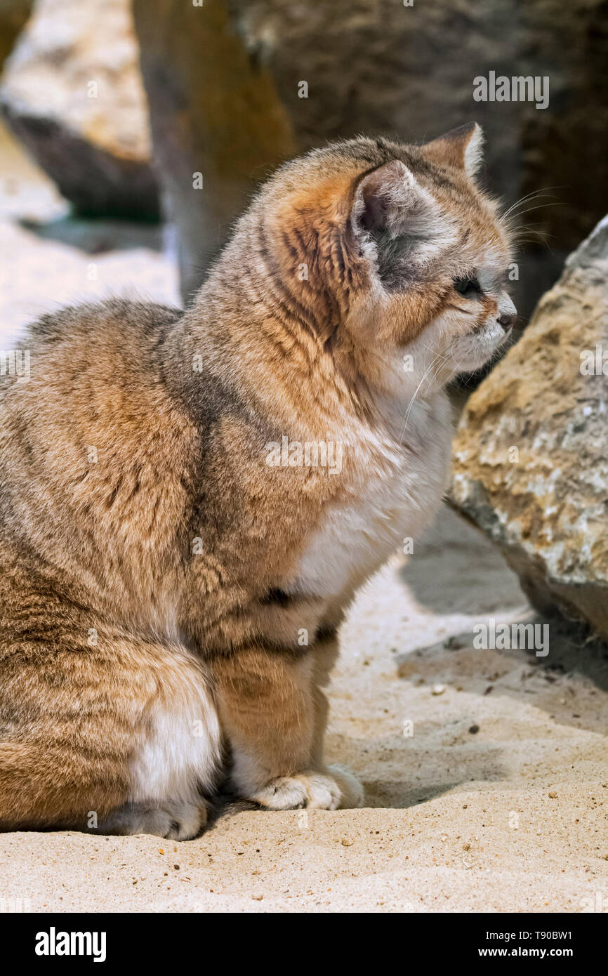 Sand cat / sand dune cat (Felis margarita harrisoni ) native to the ...
