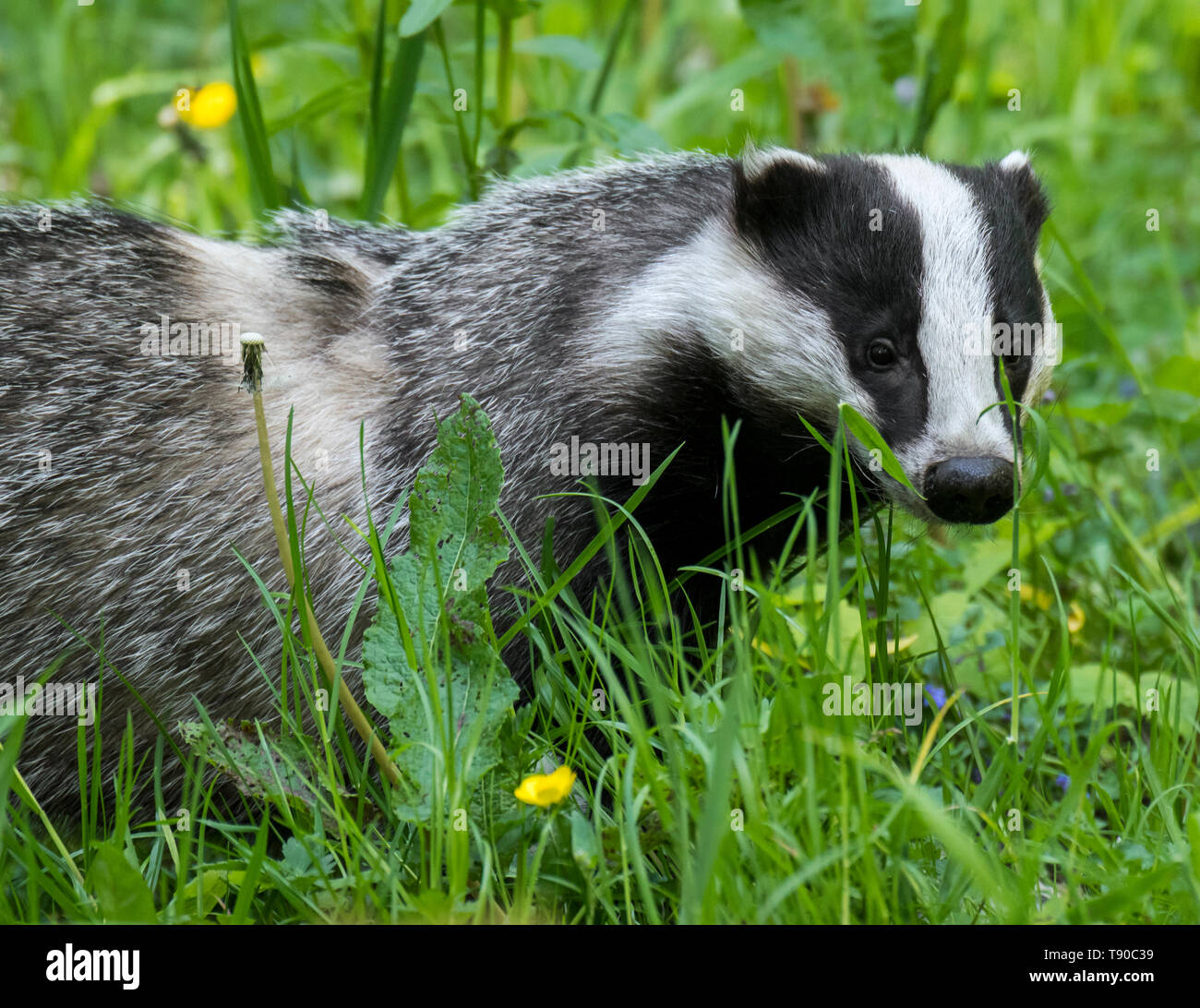 European badger (Meles meles) foraging in grassland with wildflowers at ...
