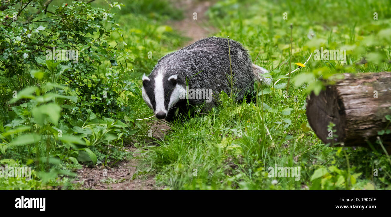 European badger (Meles meles) foraging along animal trail / wildlife ...