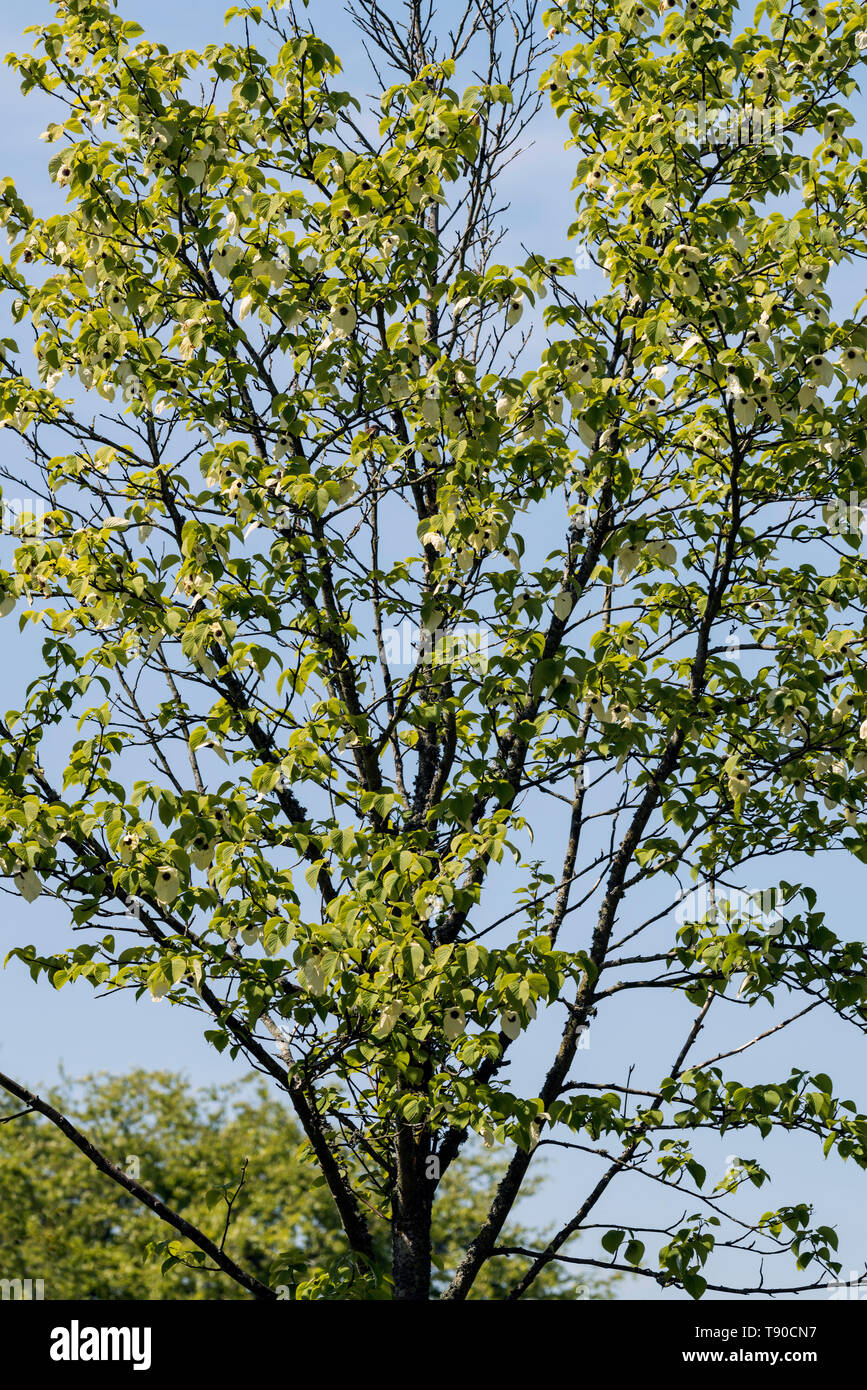 Davidia involucrata, handkerchief tree in flower against a blue sky ...