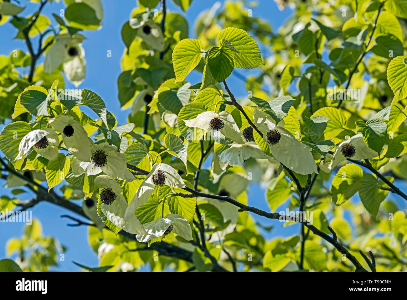 Davidia involucrata, handkerchief tree in flower against a blue sky ...