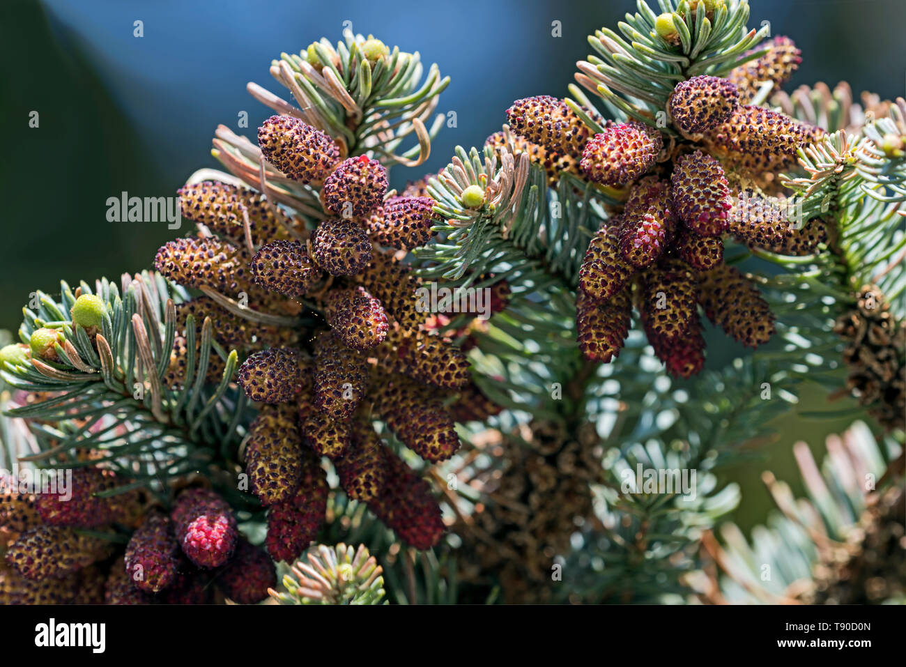 Branches of Abies cephalonica, Greek fir, bearing male flowers in the ...