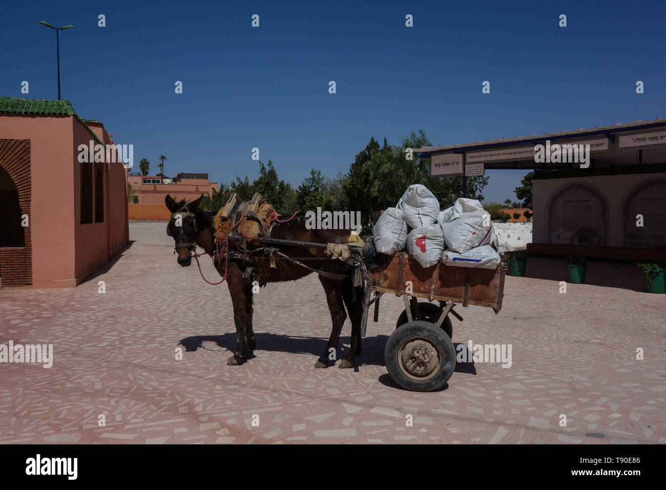 Mule drawn wagon hi-res stock photography and images - Alamy