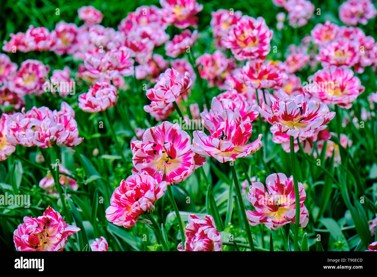 Beautiful bright flower bed tulips hi-res stock photography and images ...