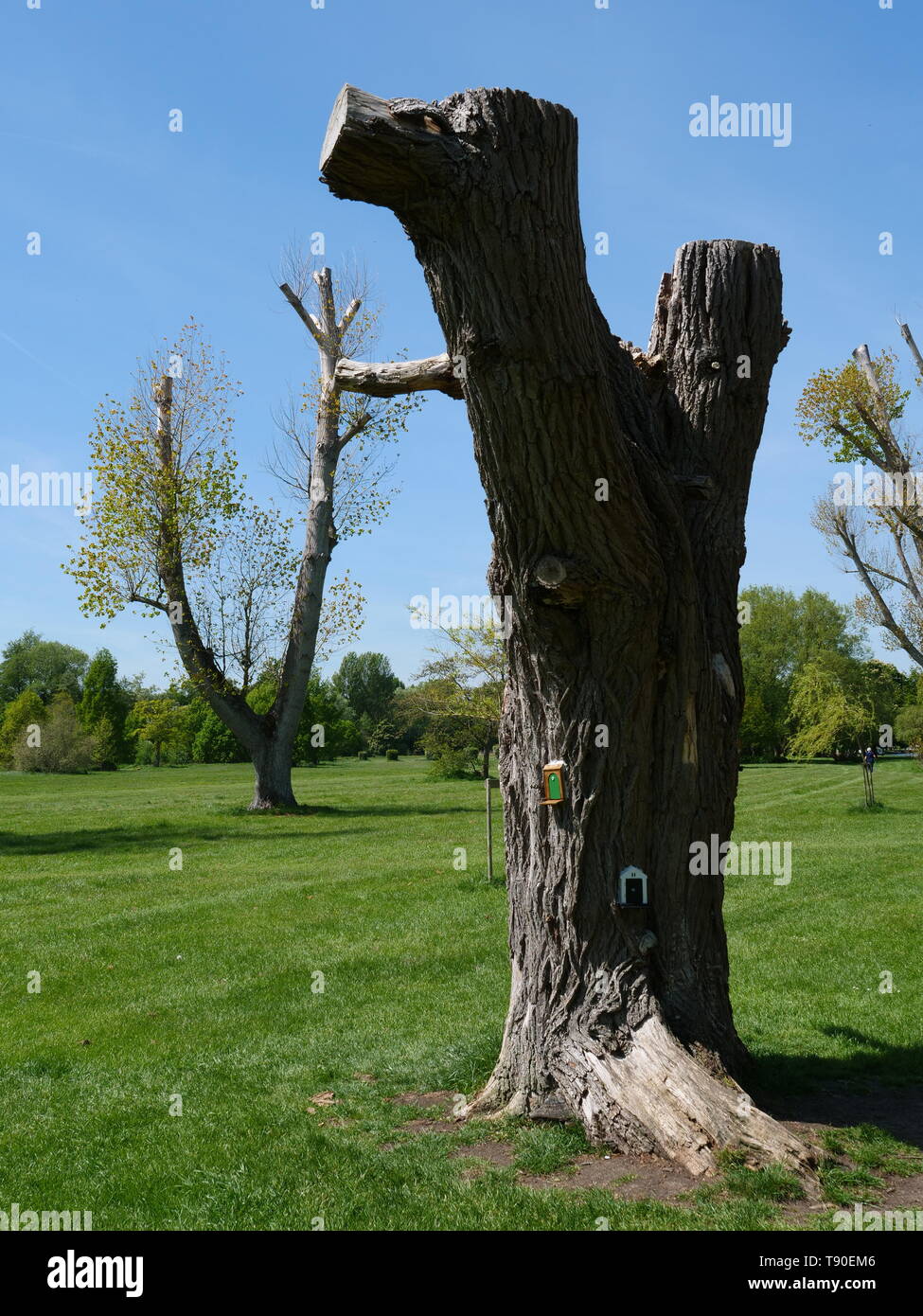 Trees With Doors High Resolution Stock Photography and Images - Alamy