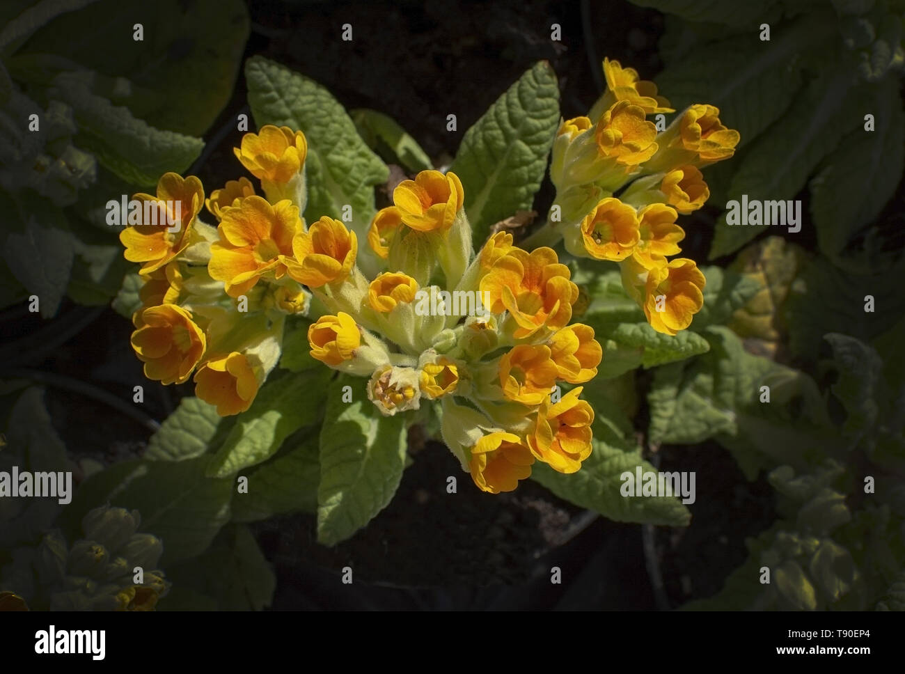 Yellow primrose flowers closeup in spring sunlight Stock Photo - Alamy