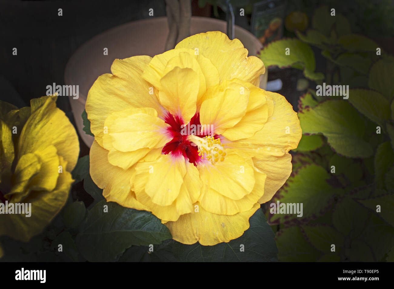 Yellow hibiscus flower in spring sunlight full frame background texture ...