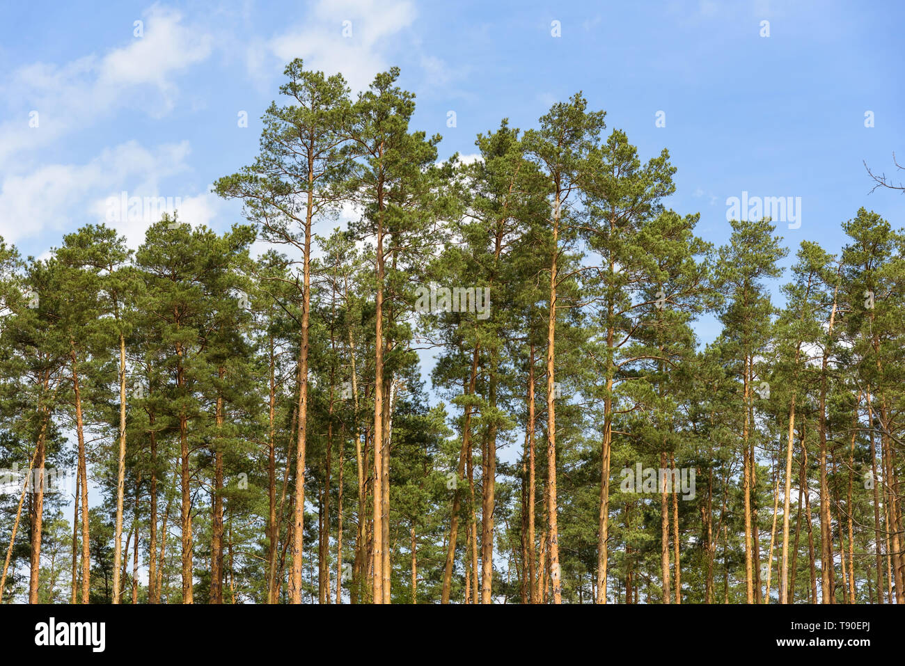 Natural forest background made of tall pine trees Stock Photo - Alamy