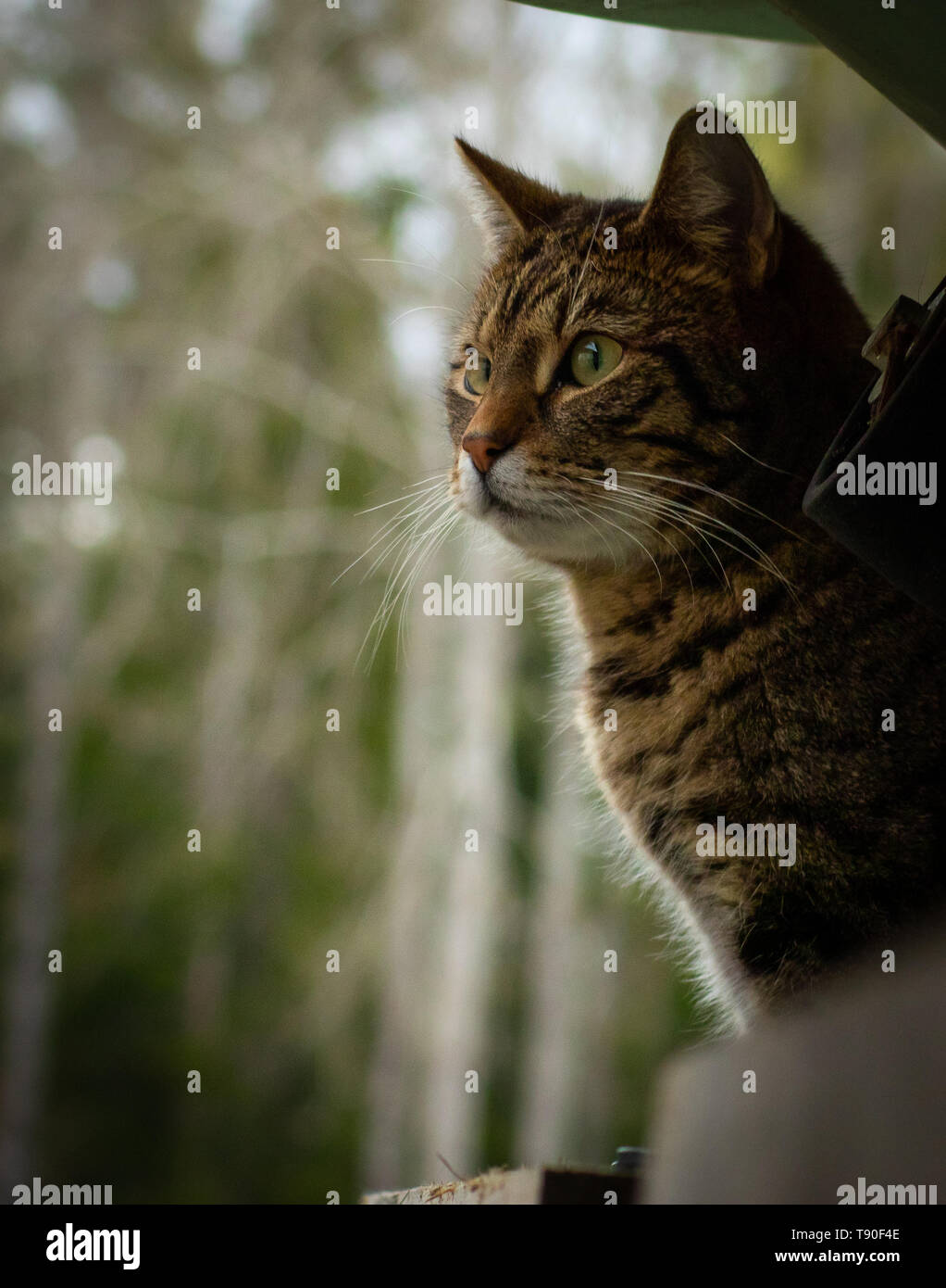 Tabby cats barn hi-res stock photography and images - Alamy