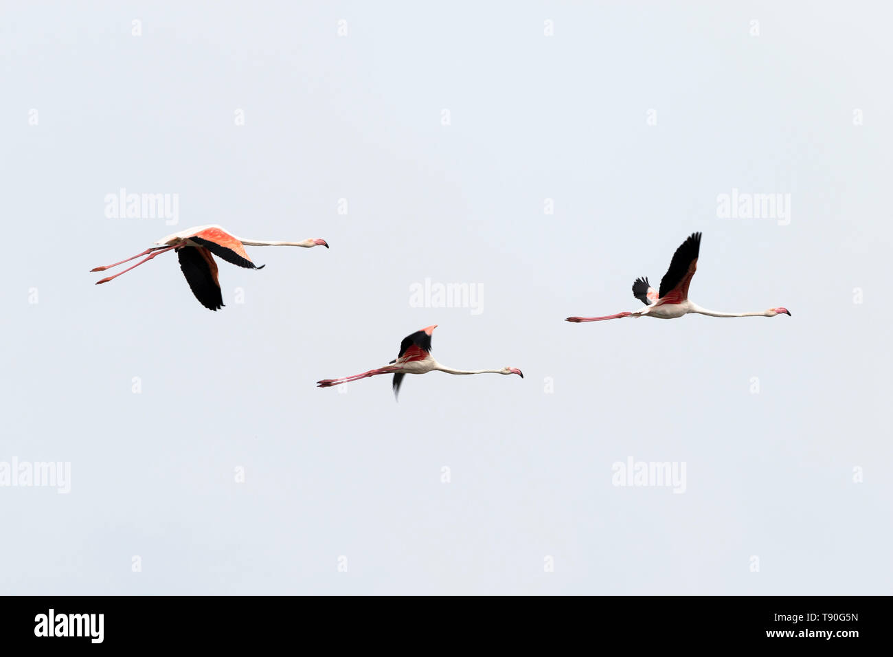 Three flamingos while flying hi-res stock photography and images - Alamy