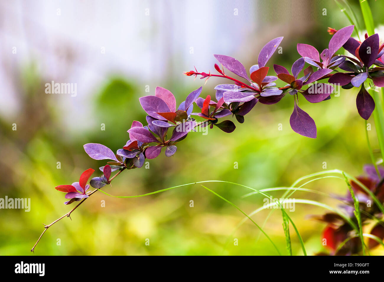 Branch of the red-leaved barberry, close-up Stock Photo - Alamy