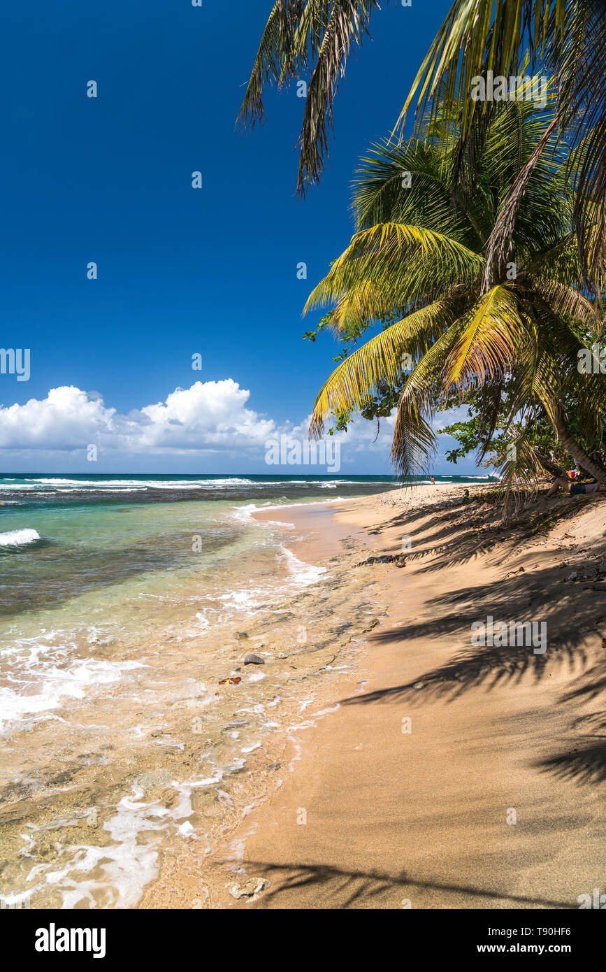 Strand am Pointe Baptiste bei Calibishie, Parish Saint Andrew, Dominica ...