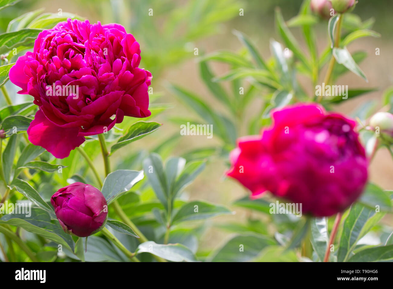 Magenta peony flower head in garden with green Stock Photo - Alamy