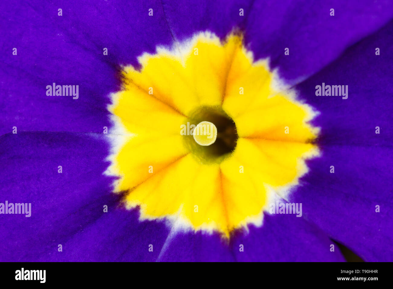 Polyanthus Plants High Resolution Stock Photography and Images - Alamy
