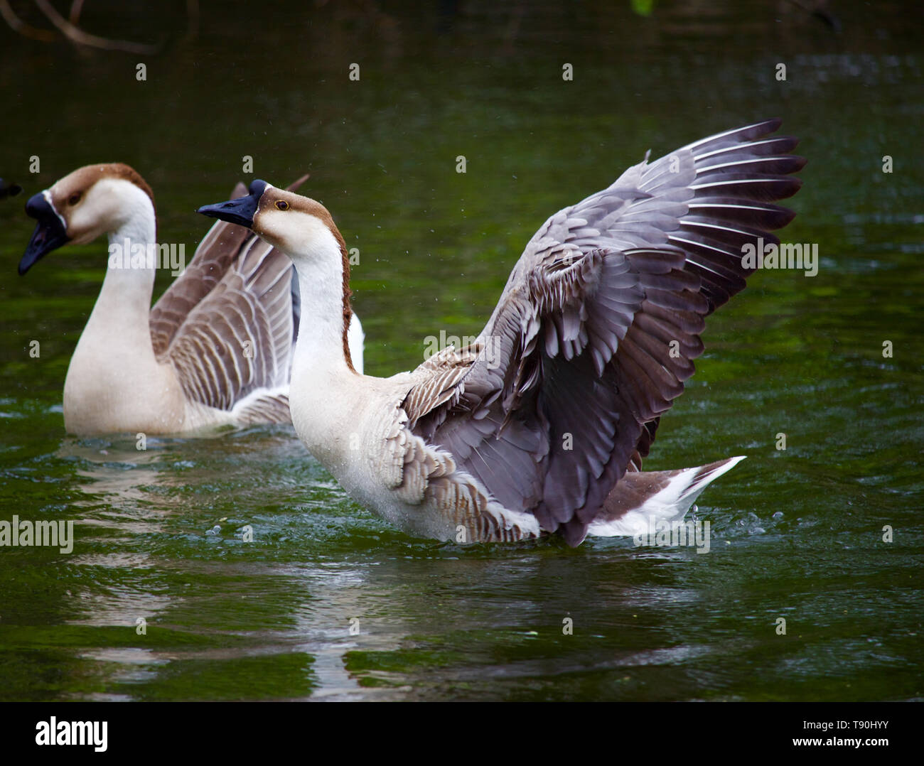 Geese flying from water hi-res stock photography and images - Alamy