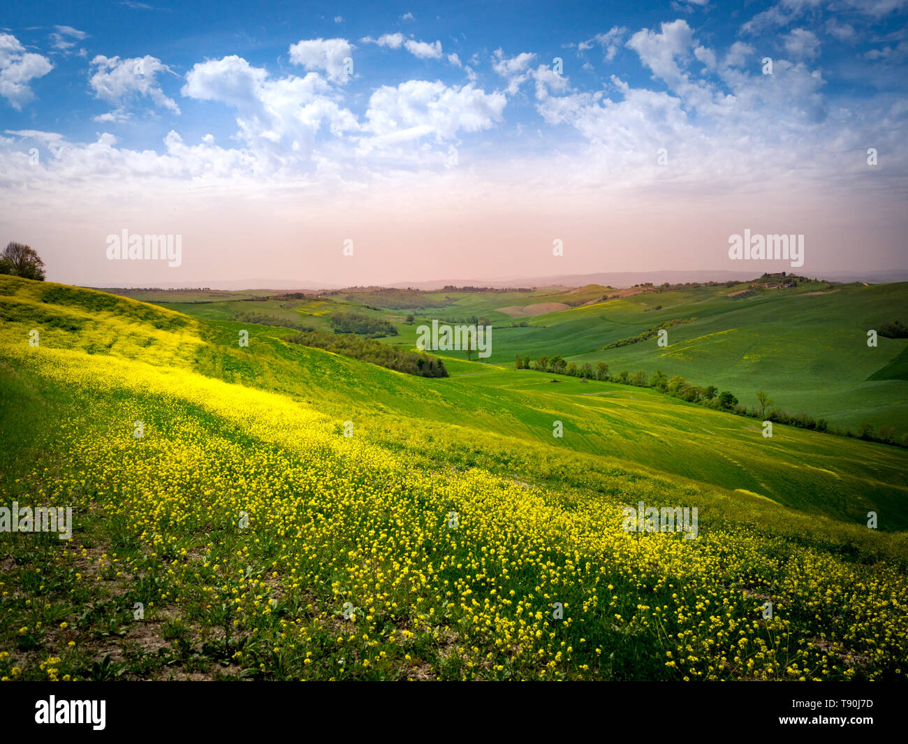 Landscape in spring. Sinuous green hills with yellow flowers Stock ...
