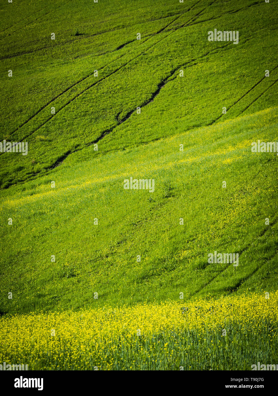 Landscape in spring. Sinuous green hills with yellow flowers Stock ...