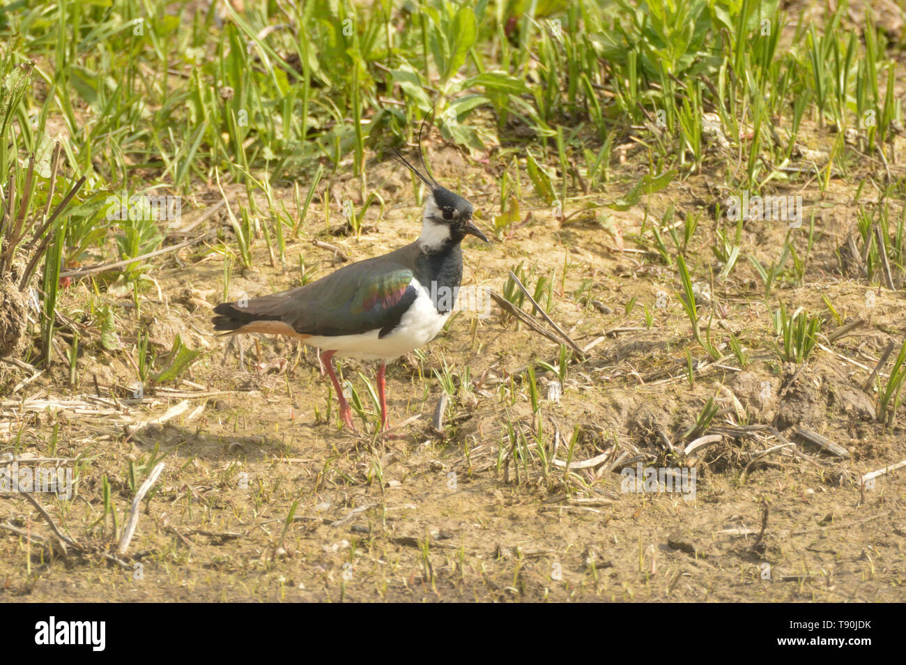 Lapwing uk marsh hi-res stock photography and images - Alamy