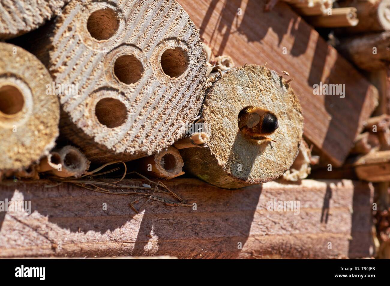 Red Mason bee inspecting a potential nesting site Stock Photo - Alamy