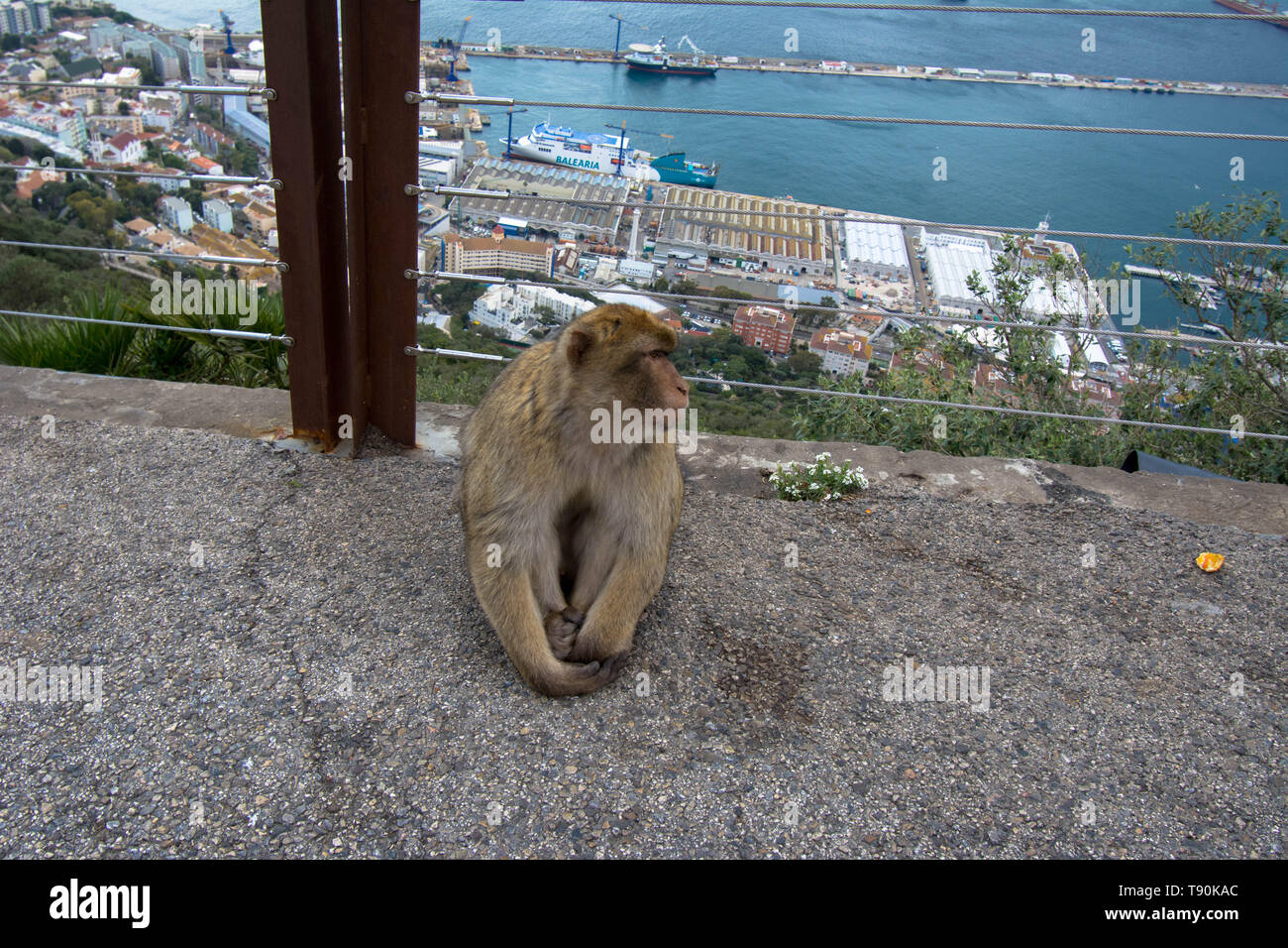 Ape barberry monkey animal long tailed tail sea rock Gibraltar outside ...