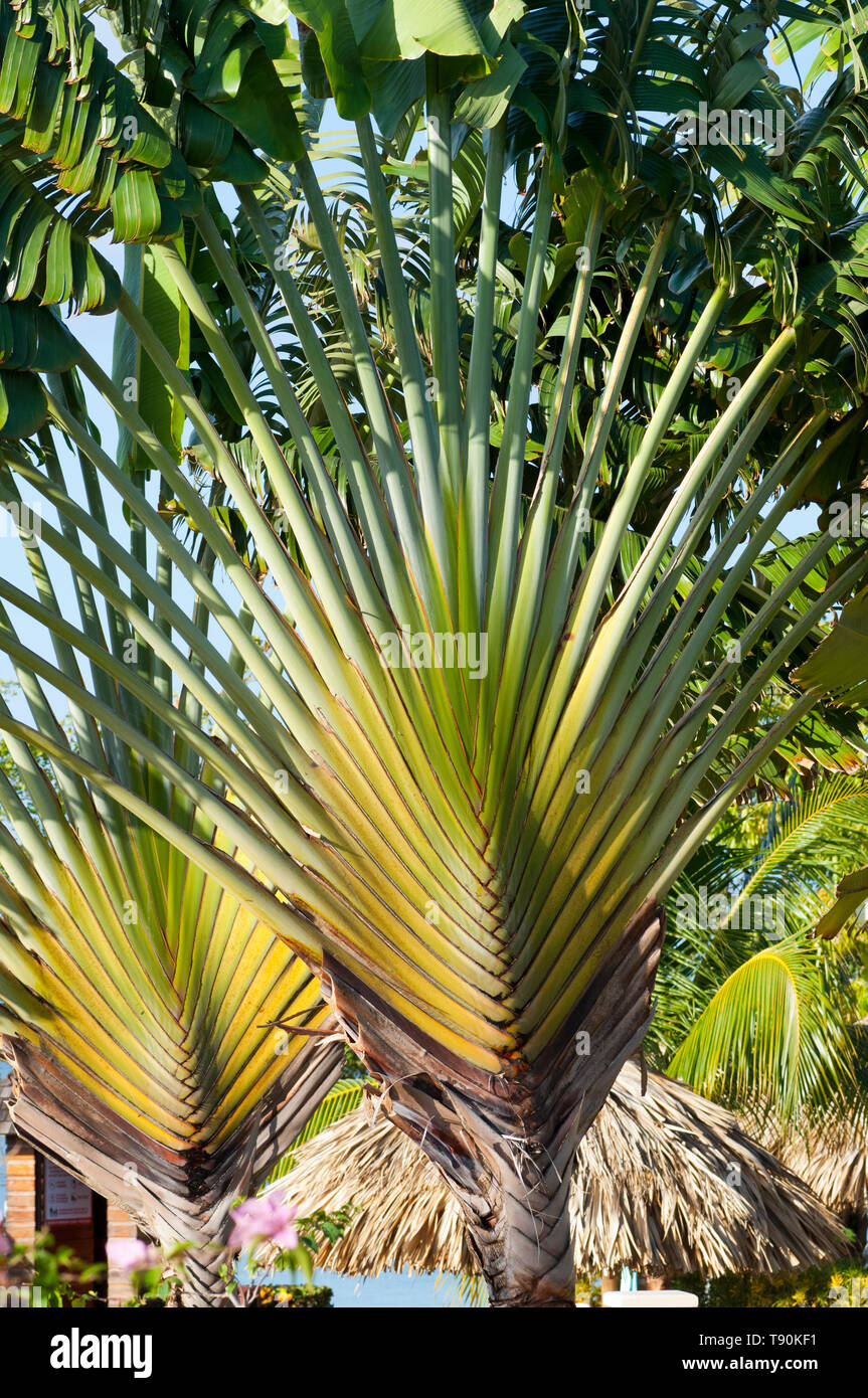 Fan palm showing beautiful spread Stock Photo - Alamy