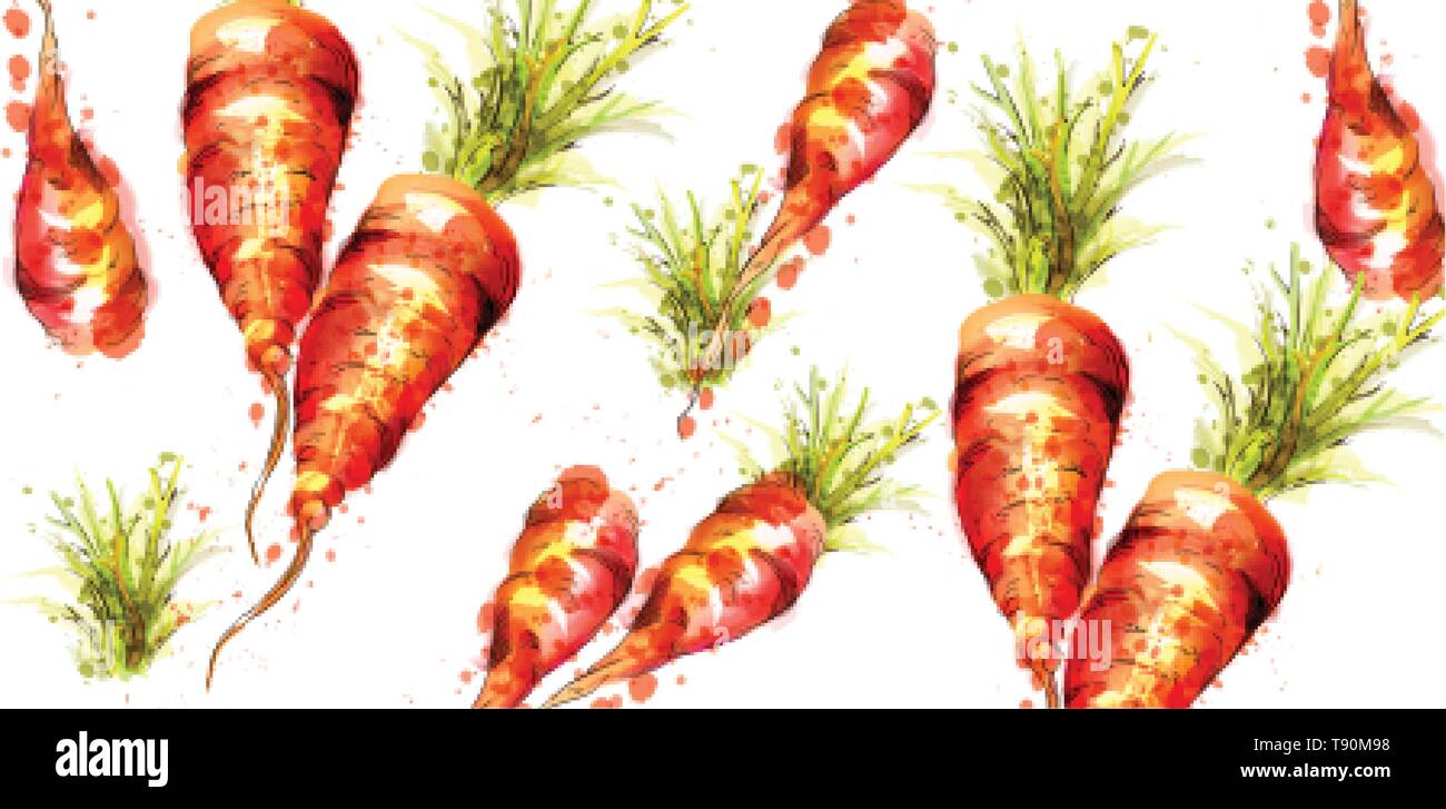 Carrots pattern Vector watercolor. Fresh spring veggies illustration ...