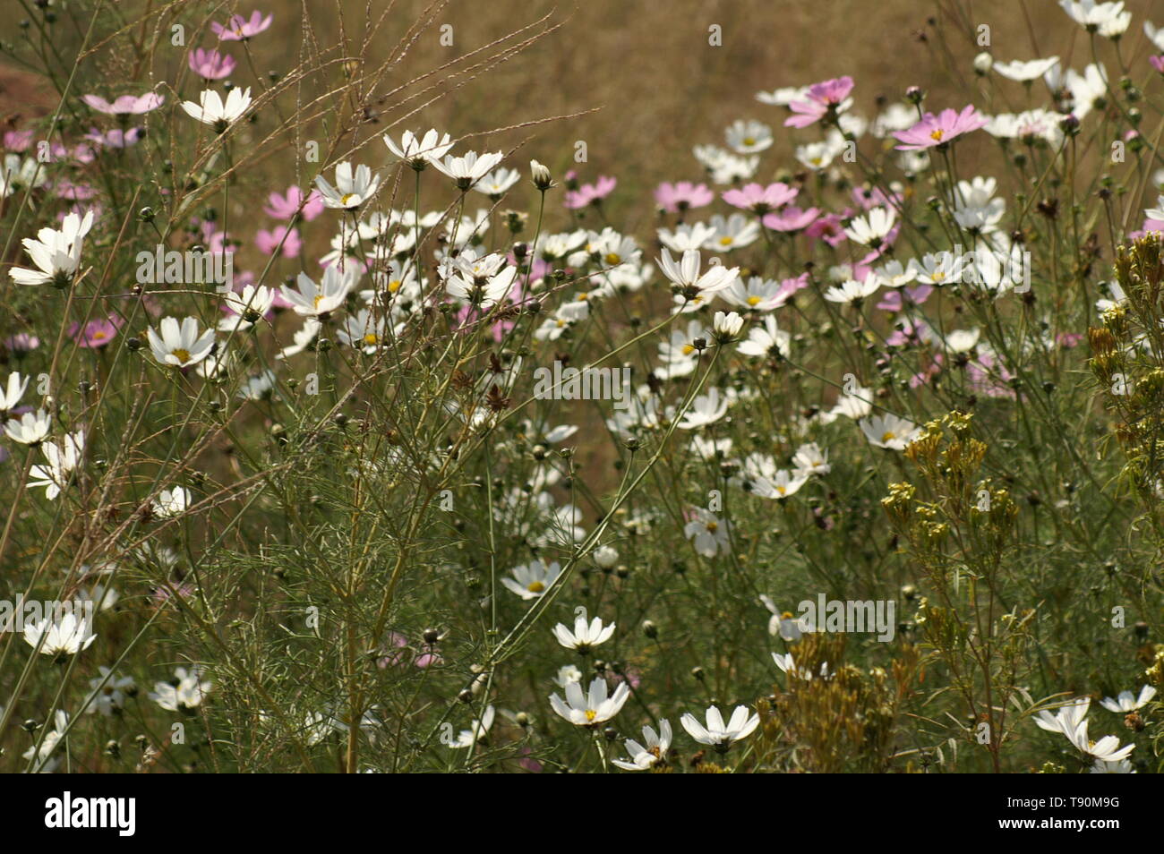 Cosmos flowers south africa hi-res stock photography and images - Alamy