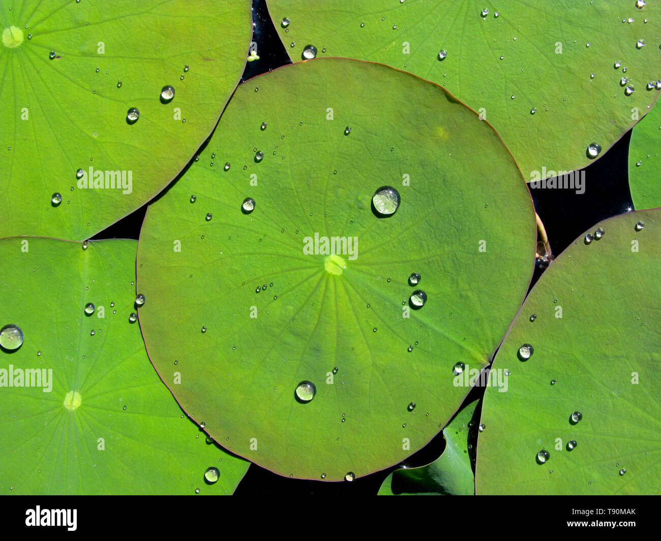 How do lotus leaves repel water hi-res stock photography and images - Alamy