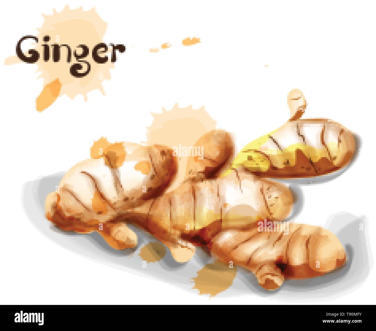 Ginger Vector watercolor. delicious icon vegetable template Stock ...
