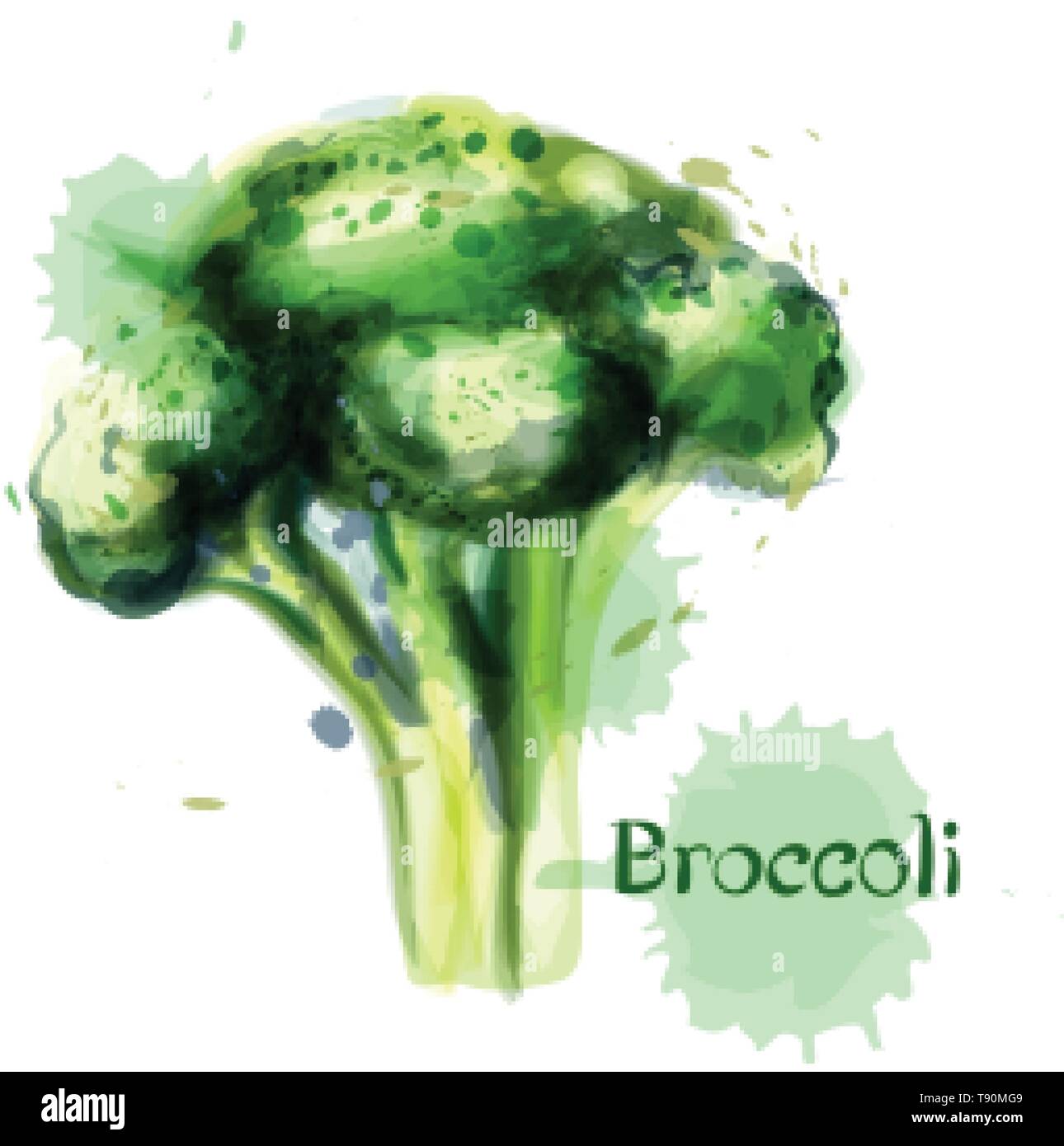 Brocoli icon Vector watercolor. delicious green vegetable template ...
