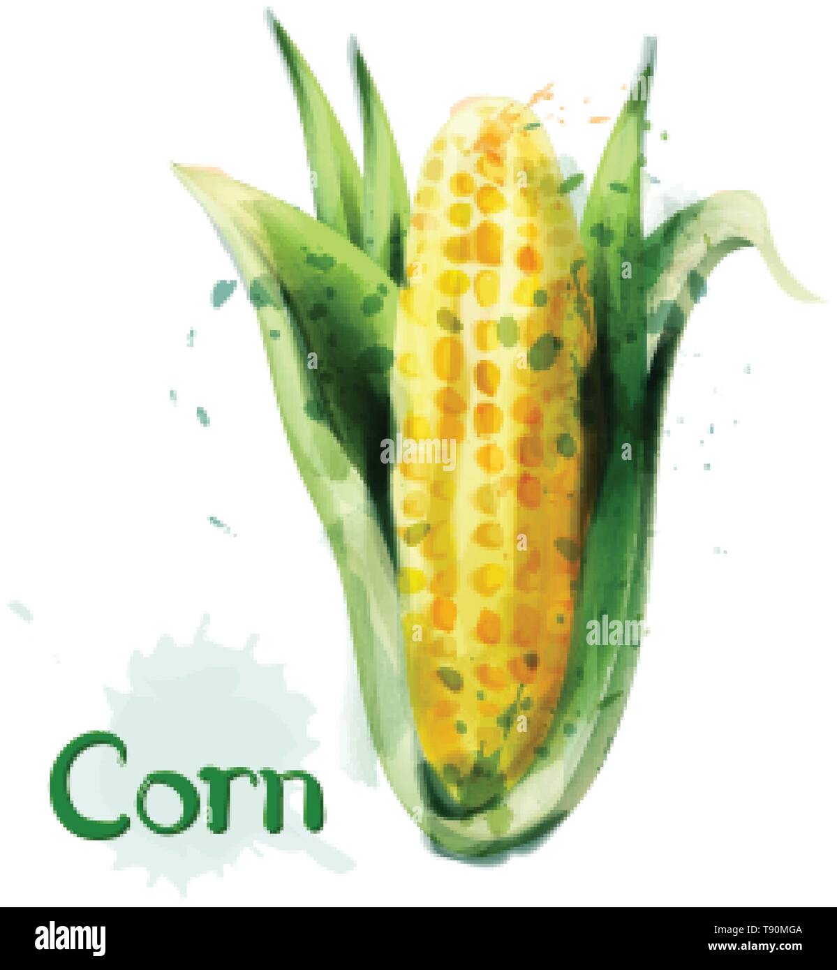 Corn icon watercolor Vector. Delicious maize template icon Stock Vector ...