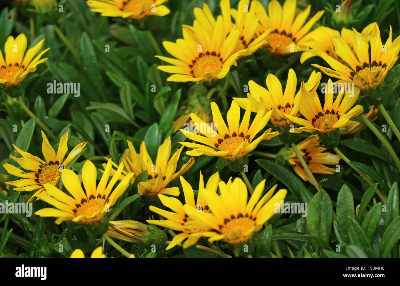 Bunch of Vivid Yellow Blooming Flowers, Cusco Region, Peru, South ...