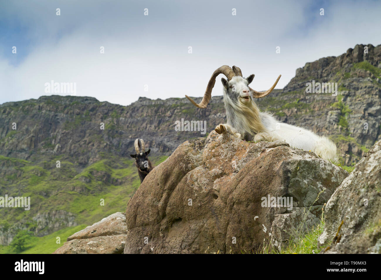 Feral Goats on Carsaig Trail, Isle of Mull Stock Photo - Alamy