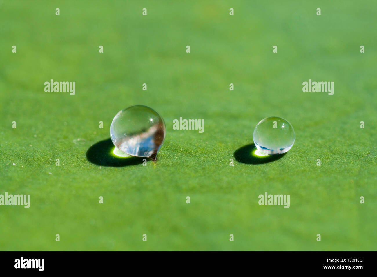 Water drops on lotus leaf hi-res stock photography and images - Alamy