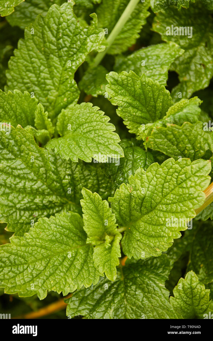 Smelling tea leaves hi-res stock photography and images - Alamy