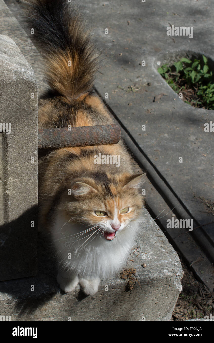 Stray cat in the street Stock Photo - Alamy