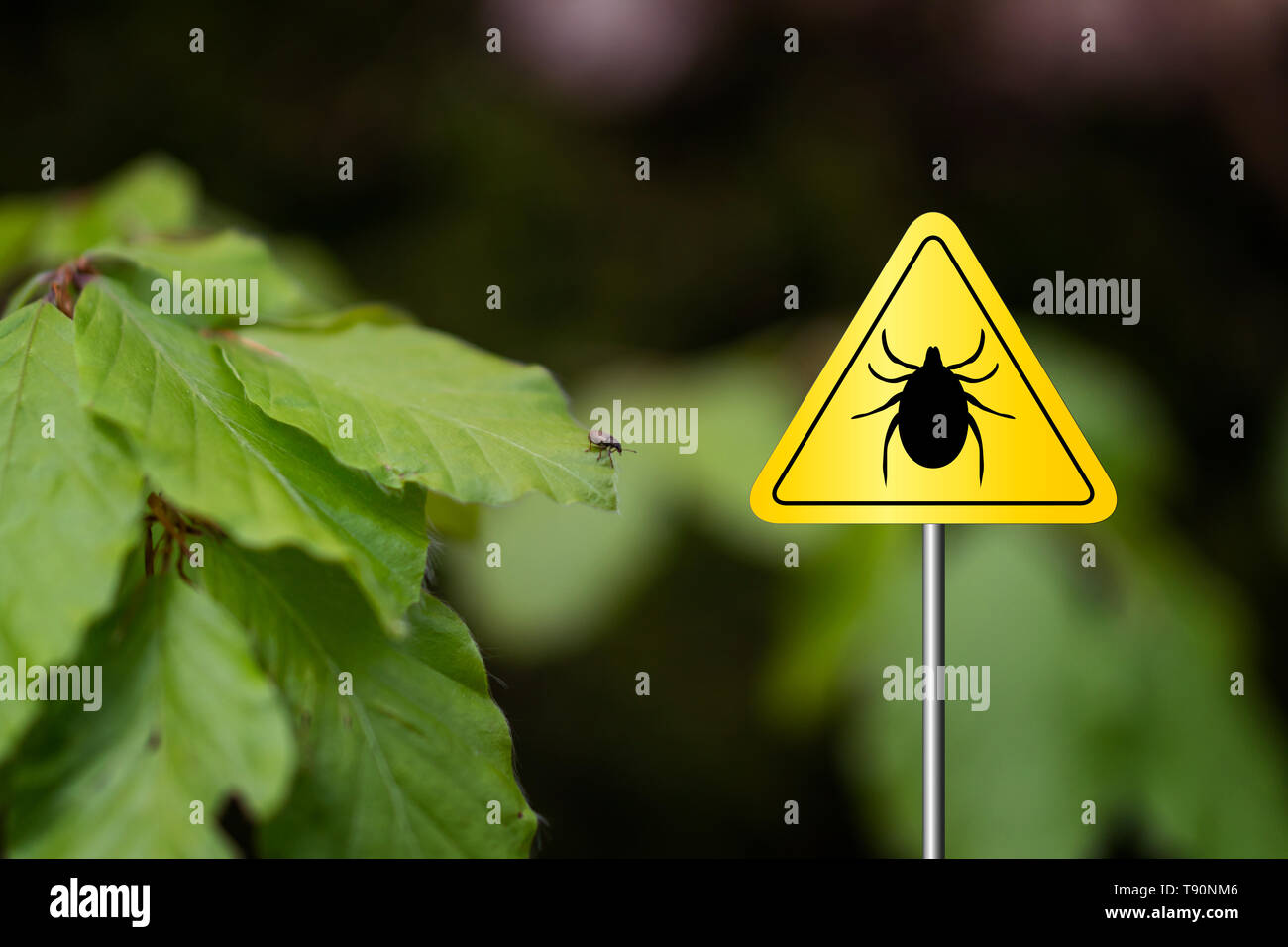 Tick insect warning sign in nature forest. Lyme disease and tick-borne ...