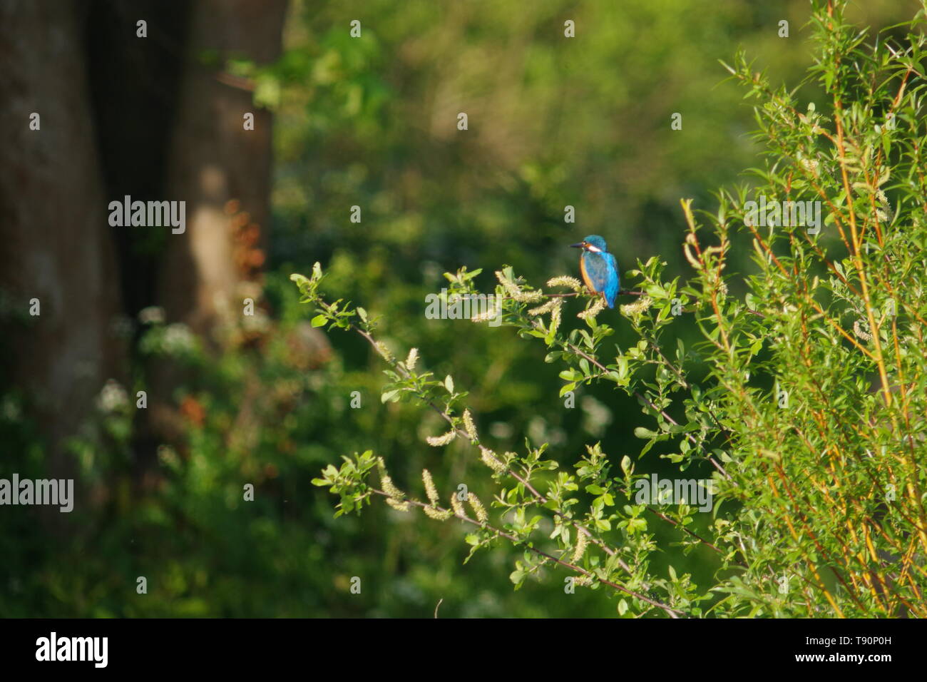 Kingfisher (Alcedo atthis) Perched along the Bank of the River Exe at ...