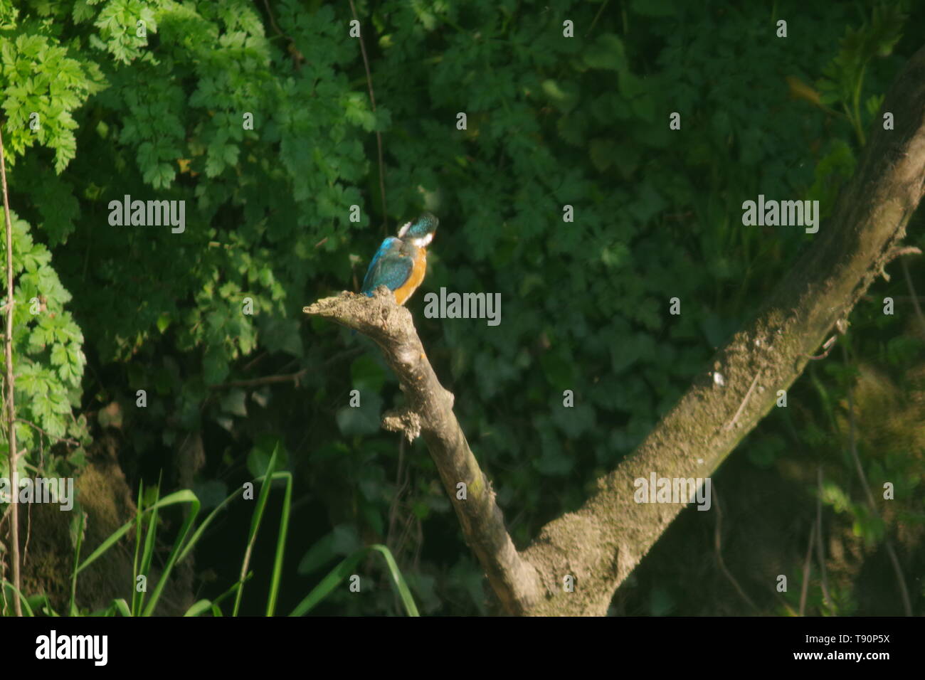 Kingfisher (Alcedo atthis) Perched along the Bank of the River Exe at ...