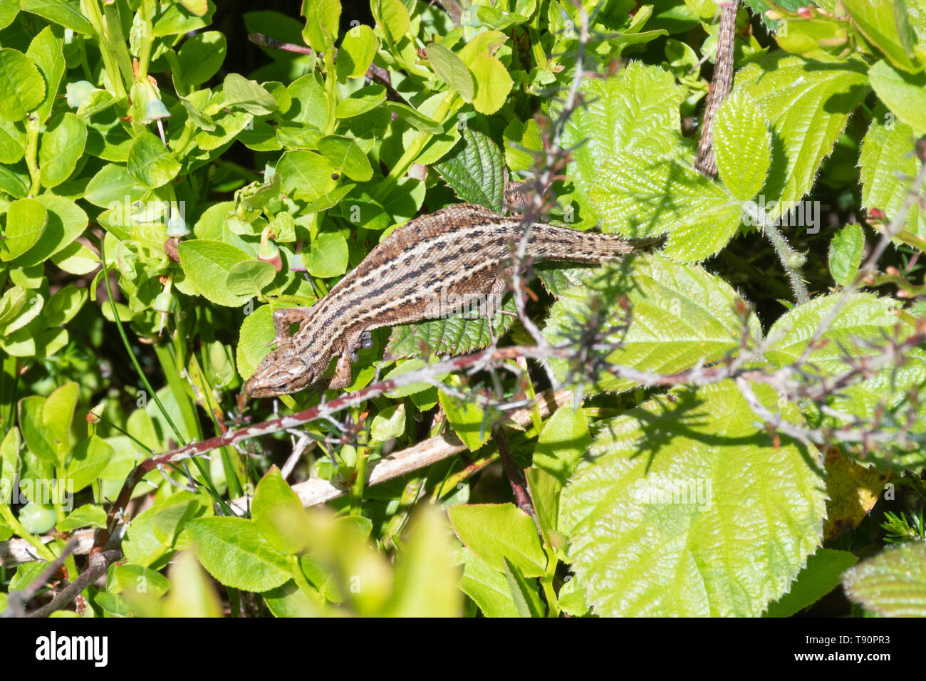 Female common lizard (Zootoca vivipara) basking in the morning sun on ...