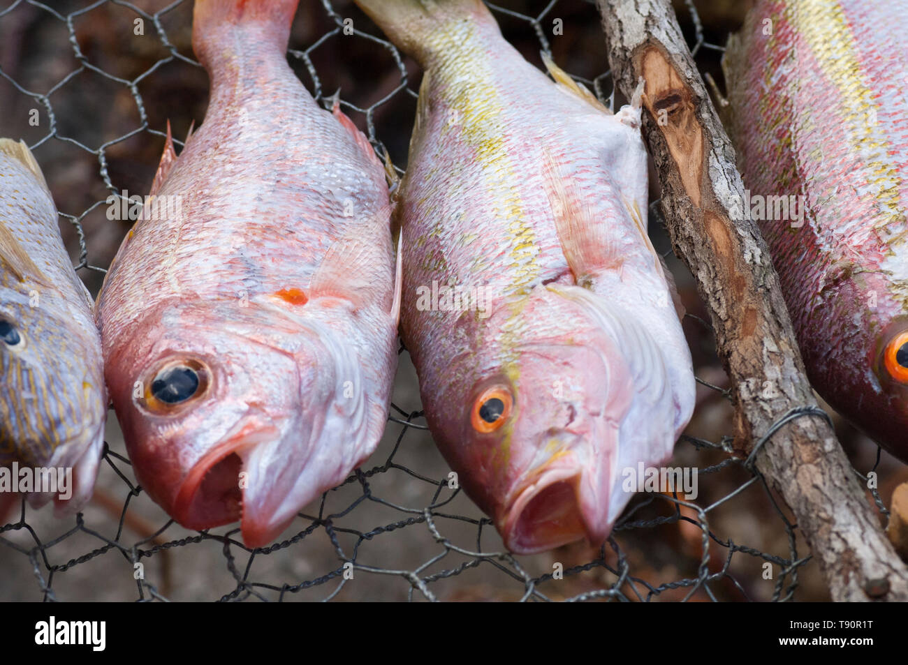 Red snappers for sale at the beach front seafood restaurant Stock Photo ...