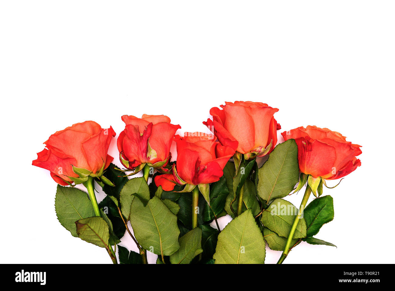 Five red roses on a white background. Bright fresh flowers with green ...