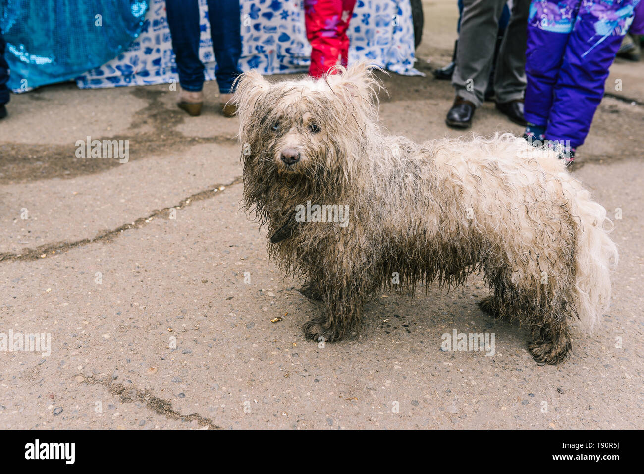 Dirty dog looks miserable. White dog is looking for owners. Stray ...