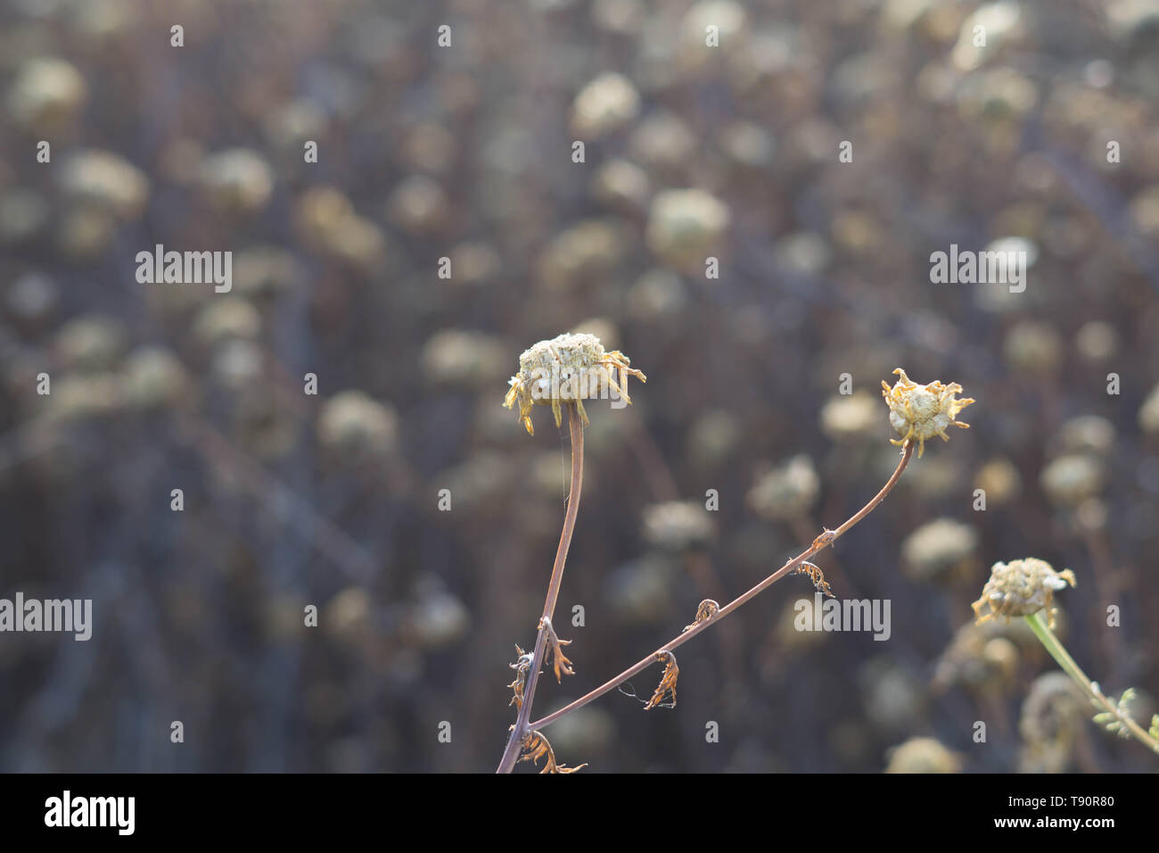 field of dead wild flowers at the tijuana estuary Stock Photo - Alamy
