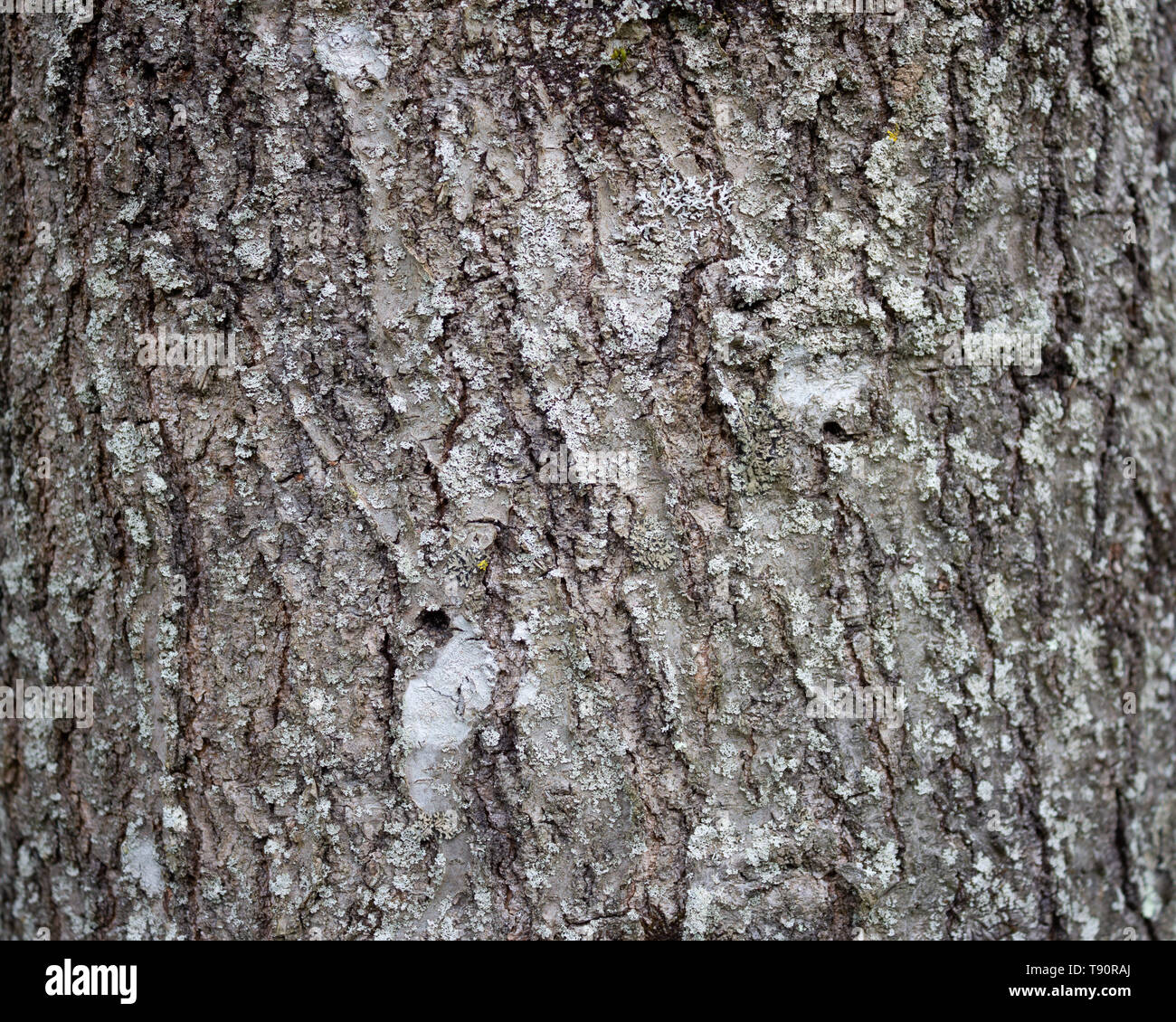 tree bark texture close up Stock Photo - Alamy