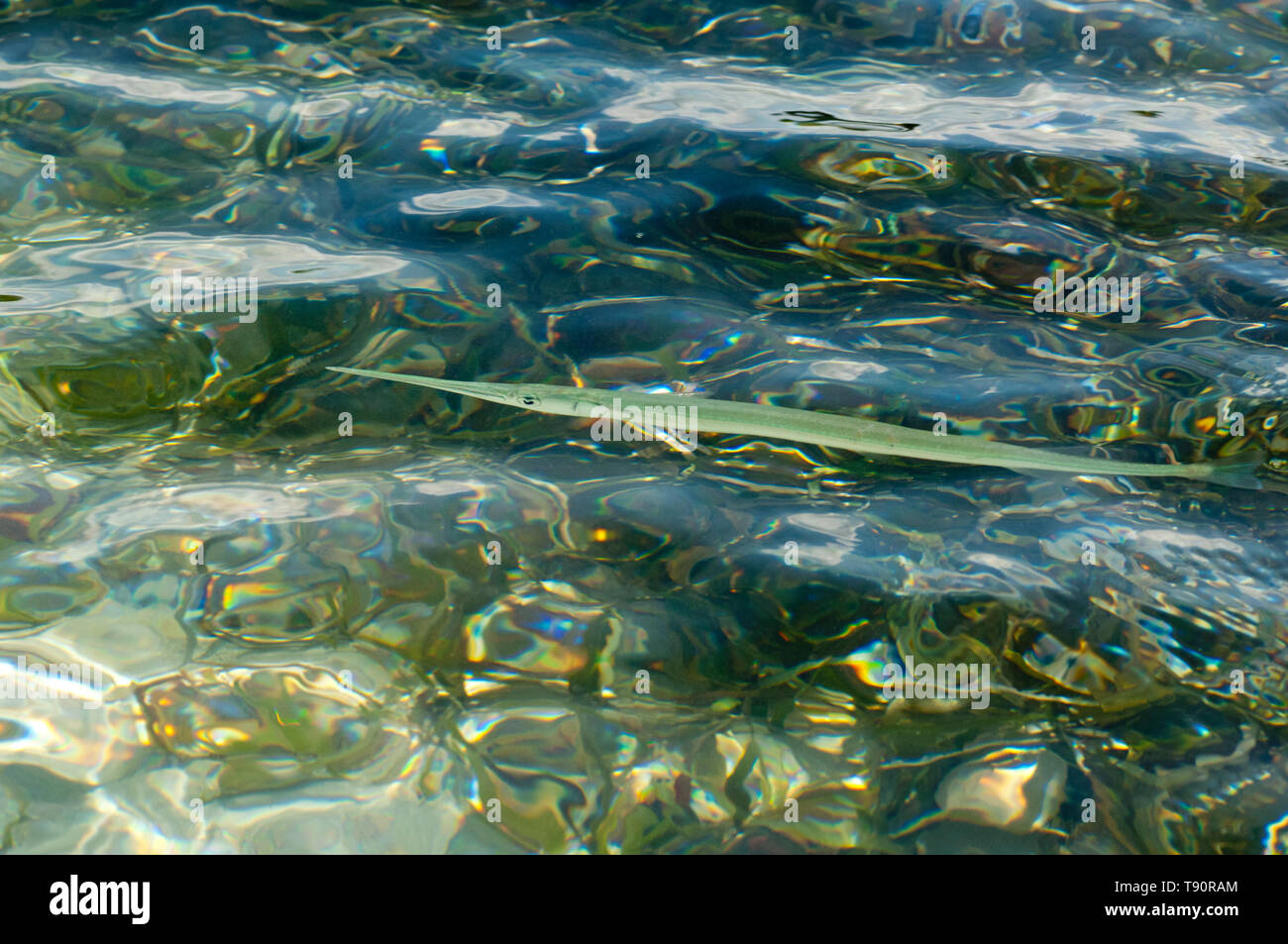 Tom waters hi-res stock photography and images - Alamy