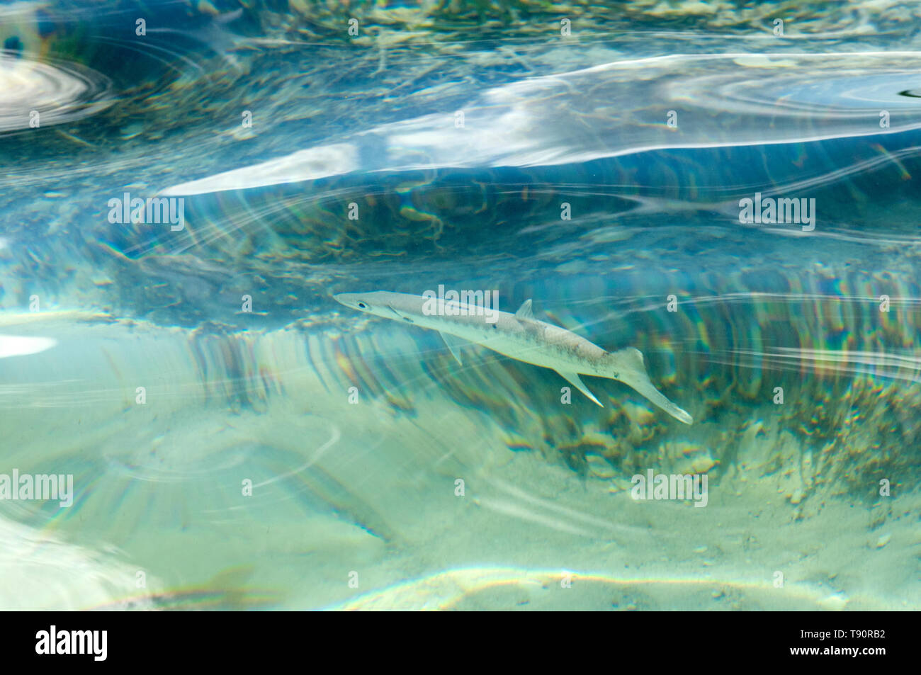 Small barracuda shot from above in shallow waters Stock Photo - Alamy