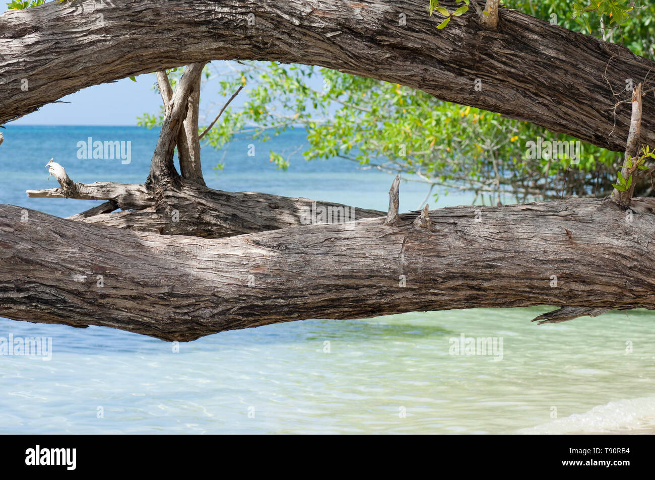 Nice tree branches hanging over the sea Stock Photo - Alamy