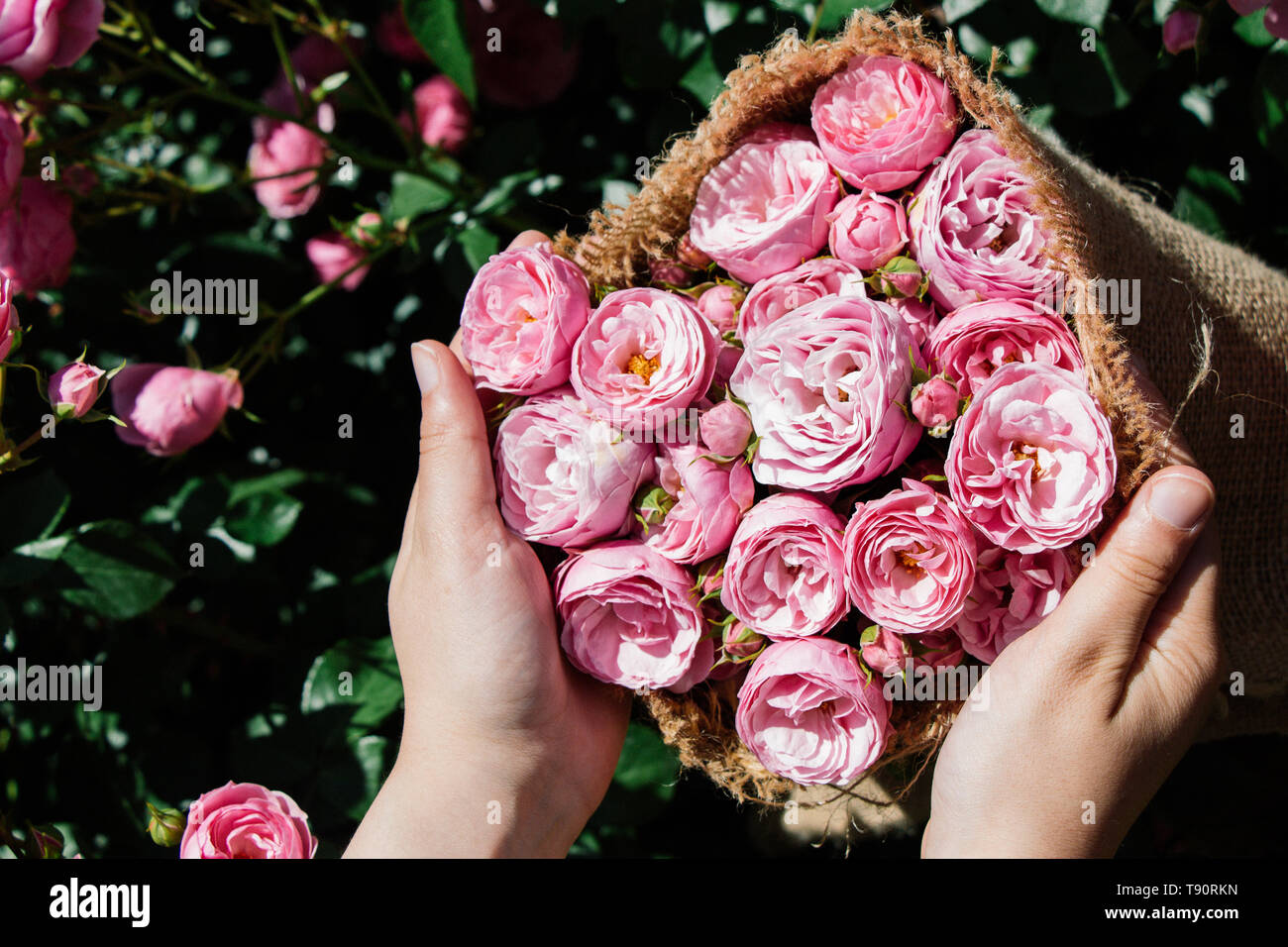 Beautiful fresh roses wrapped with canvas in hand Stock Photo - Alamy