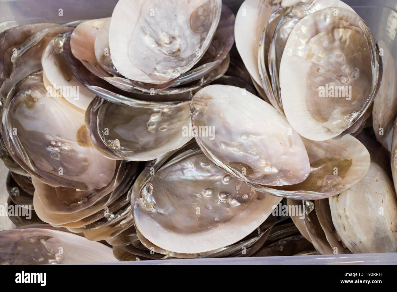 Pile of little seashells stocked in a basket Stock Photo - Alamy